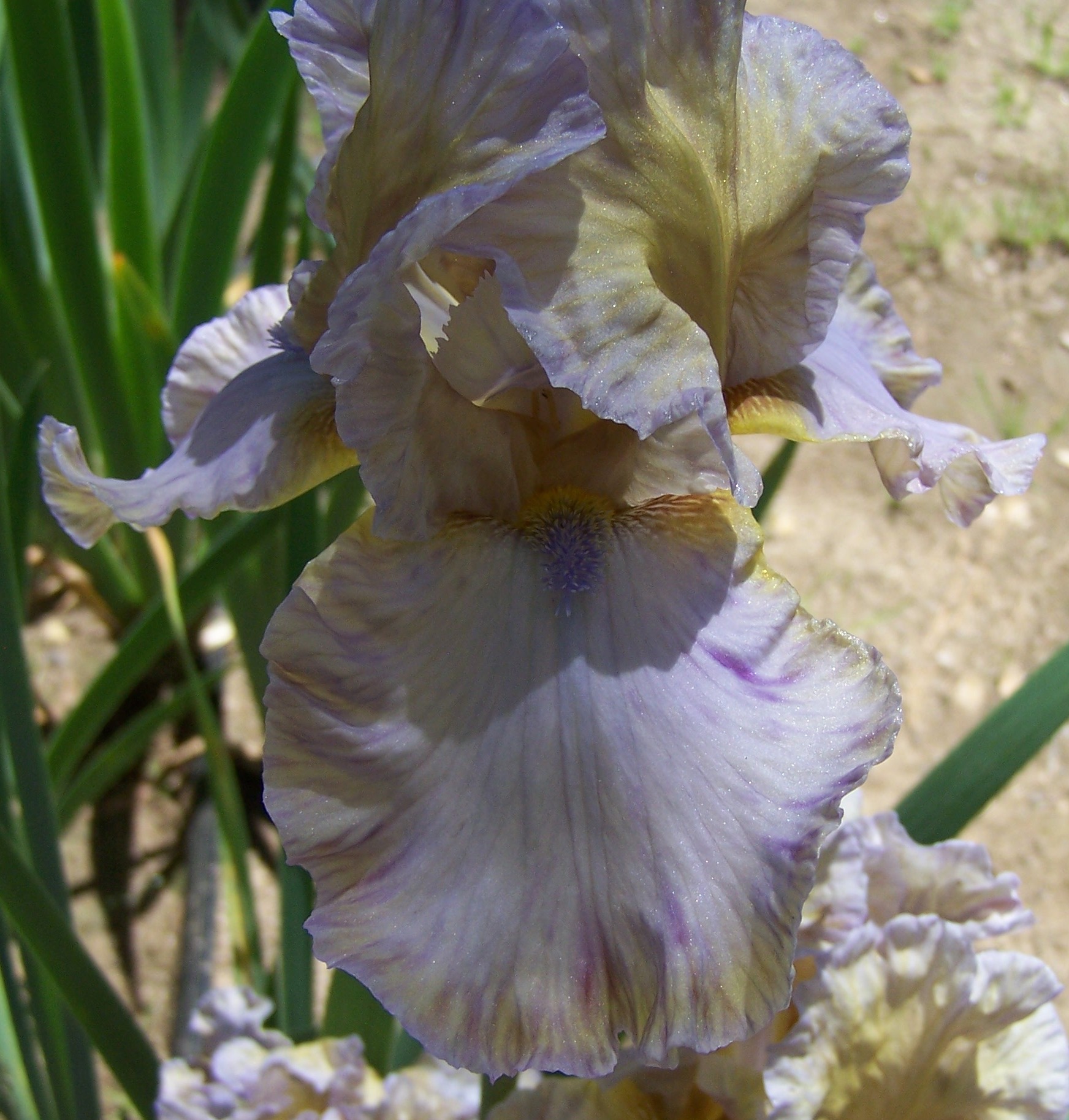 My very first iris garden bed... in the Irises forum - Garden.org